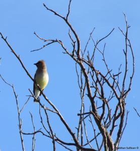 Cedar waxwings - Smooth, elegant birds - bend branches