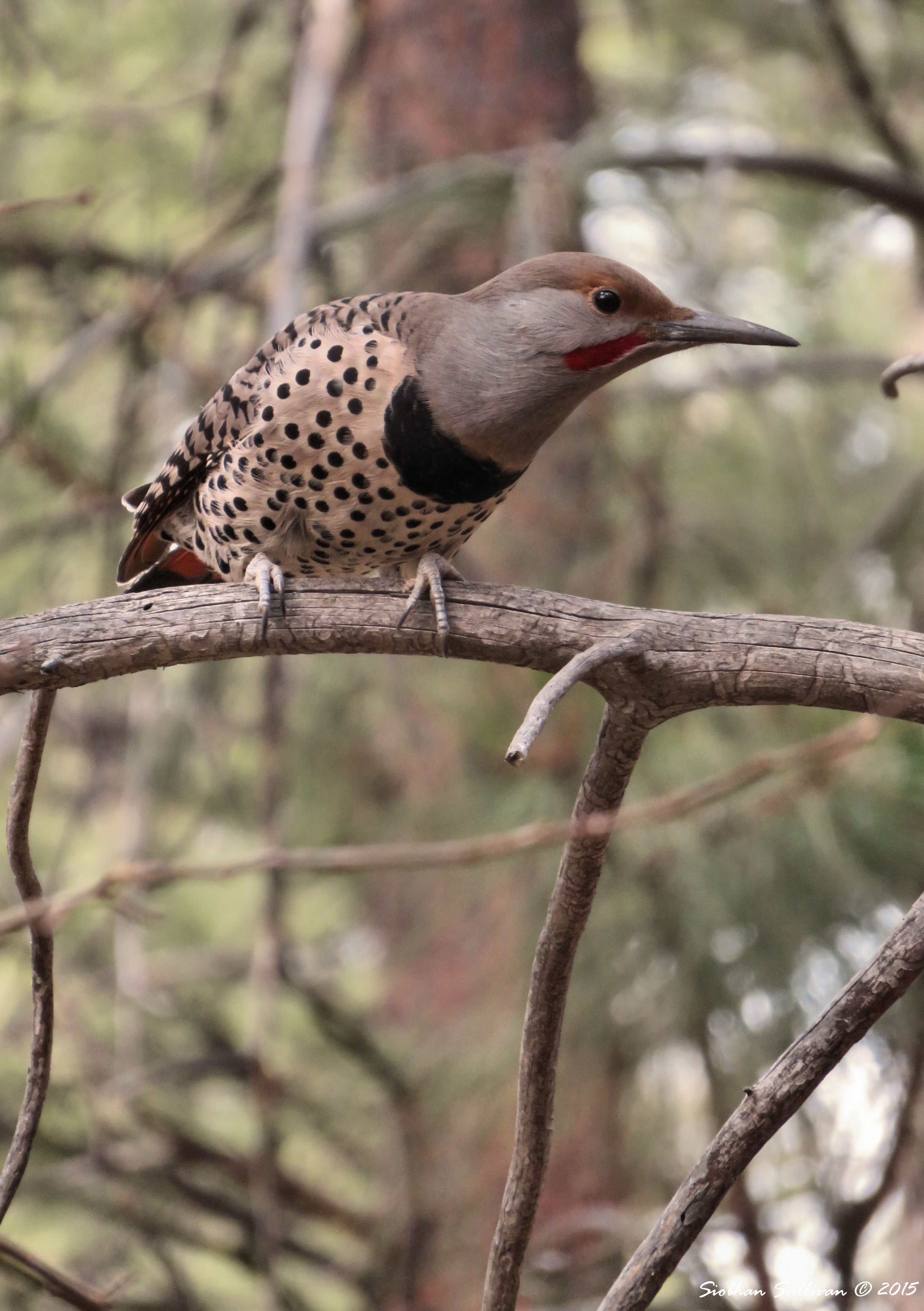 Fall Flicker in the Forest near Bend - bend branches