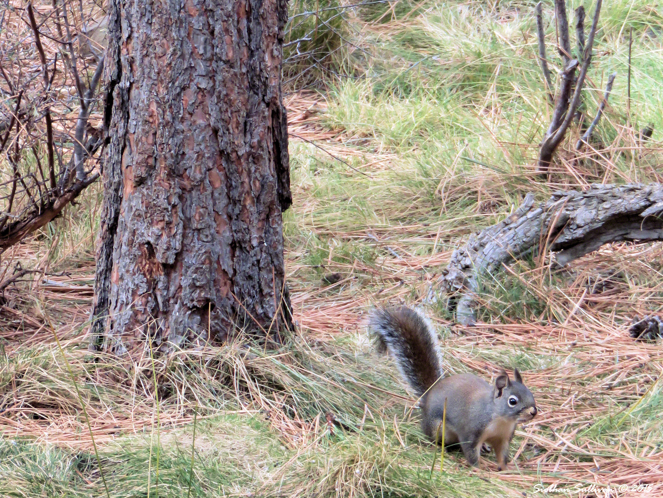 Chickaree squirrel - poem about the chickaree aka Douglas' squirrel