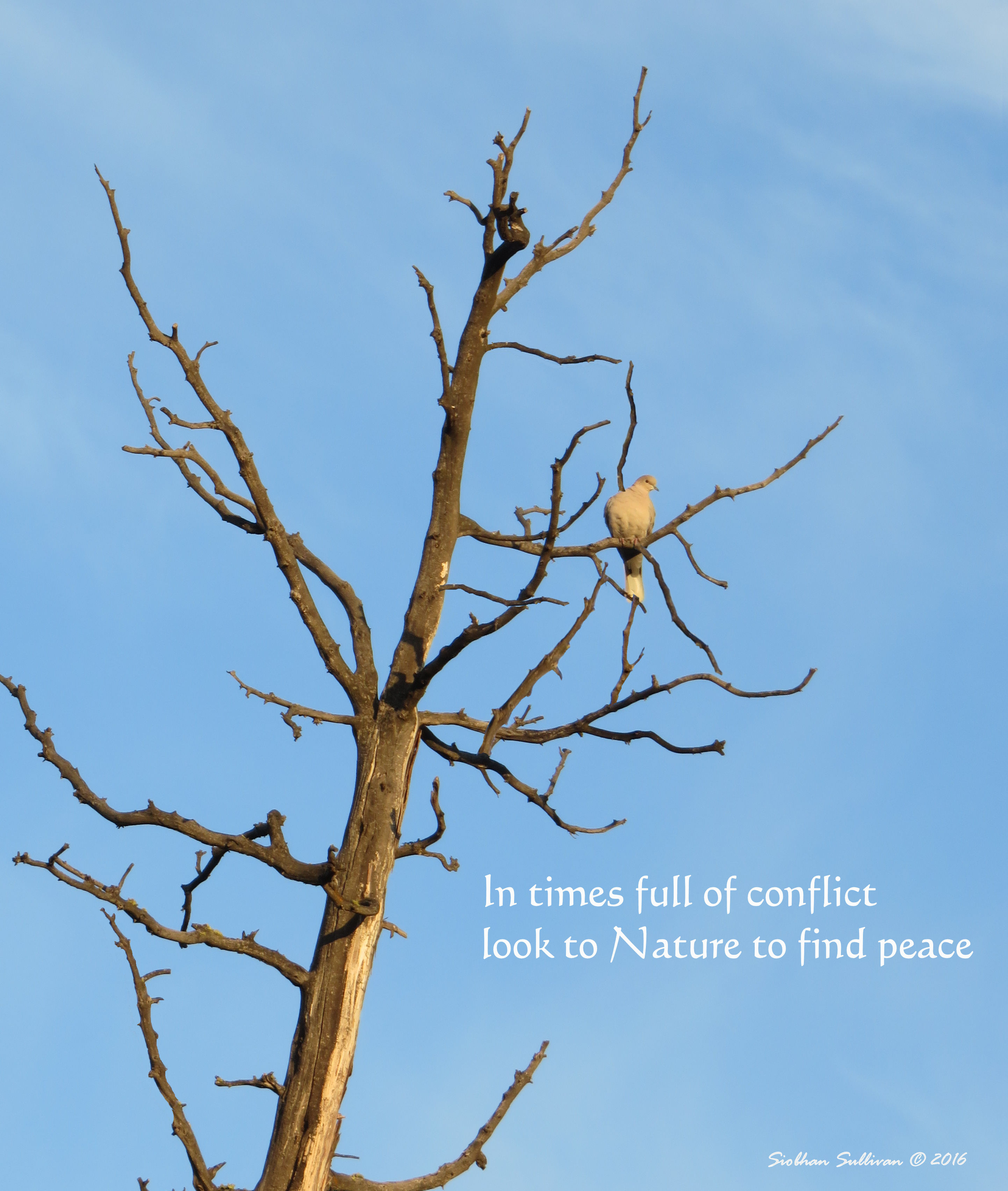 Peace Tree 2 - bend branches