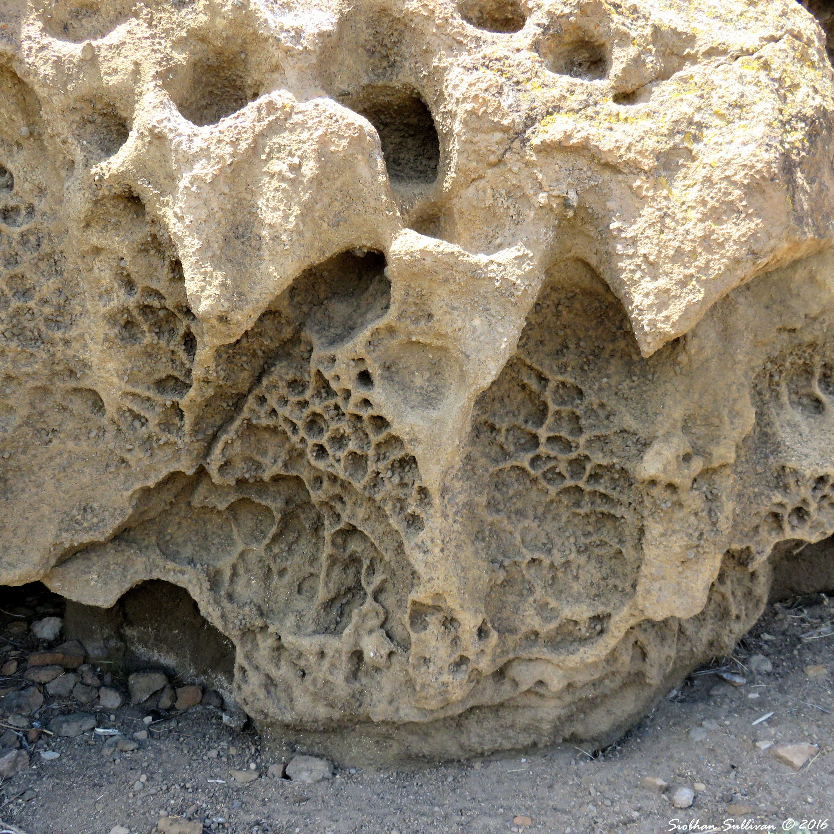 Wordless Wednesday: A holey place - bend branches