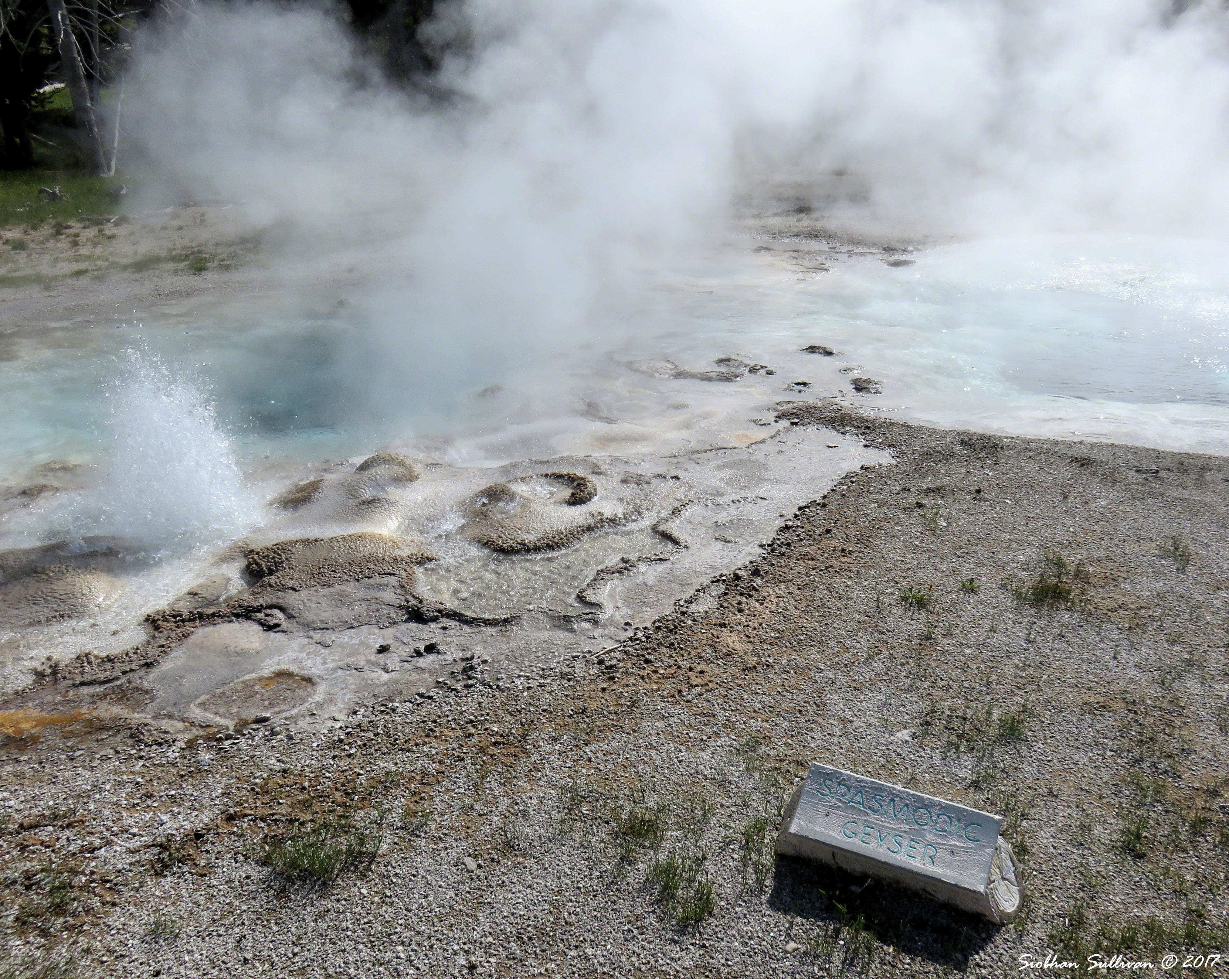 Spasmodic Geyser - bend branches
