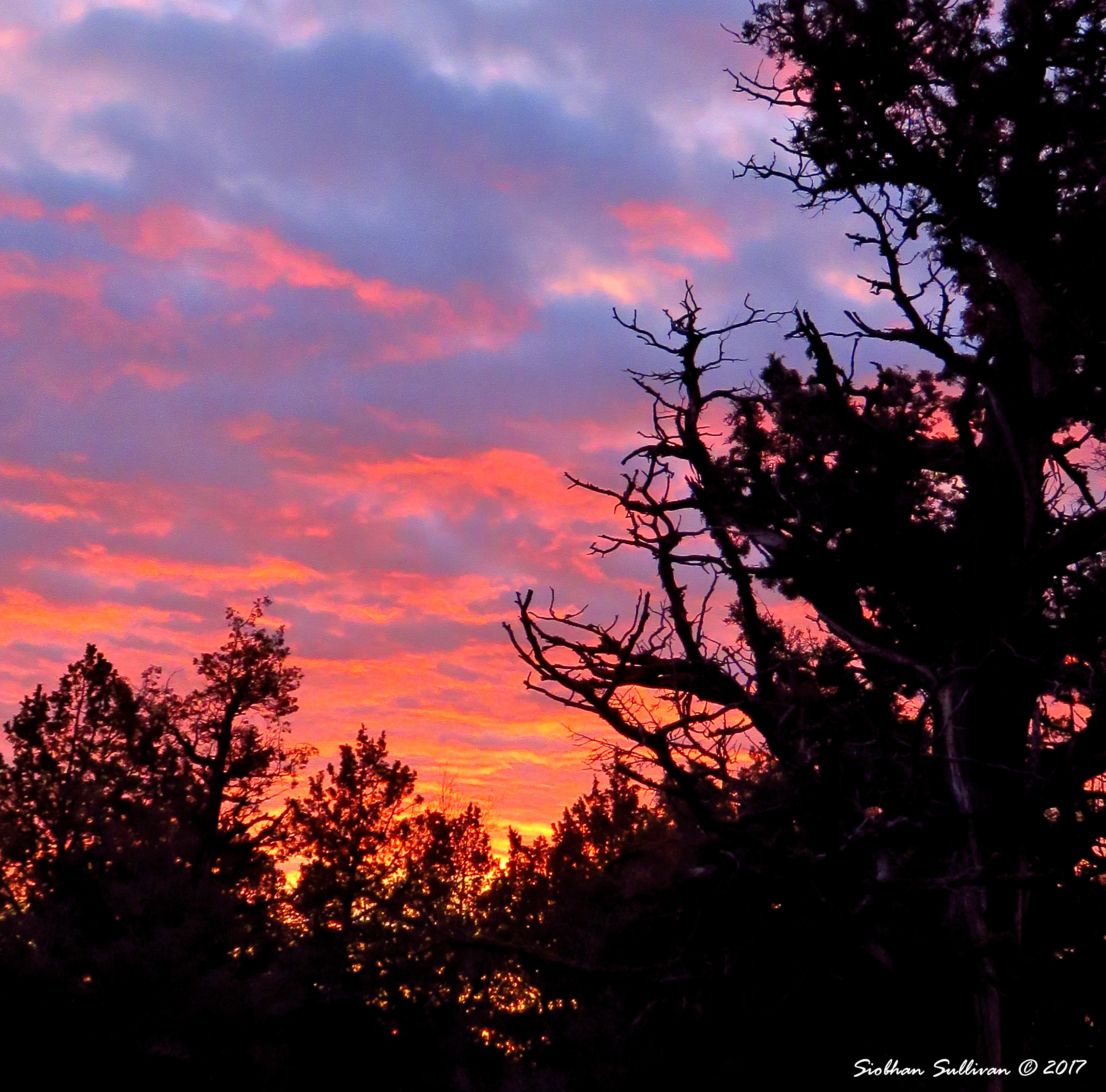 Dense Clouds - bend branches