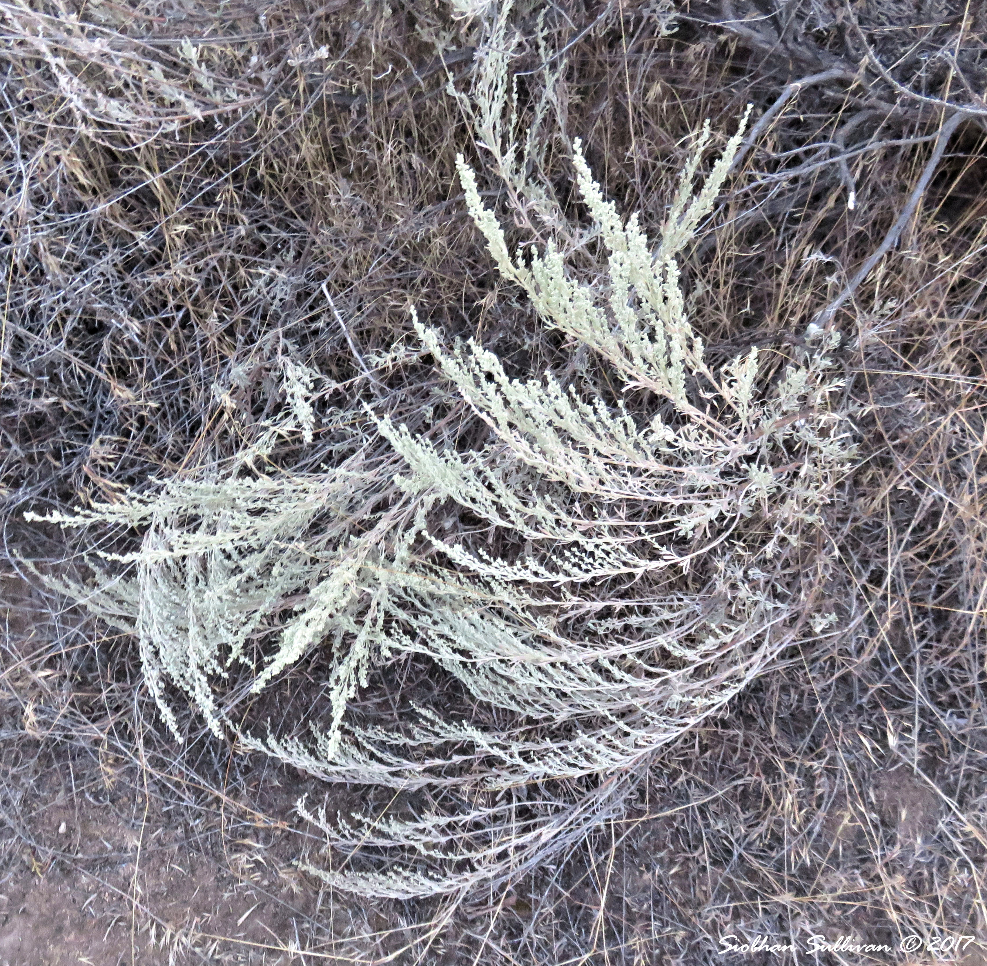 Sagebrush flowers: Friday Flowers - bend branches