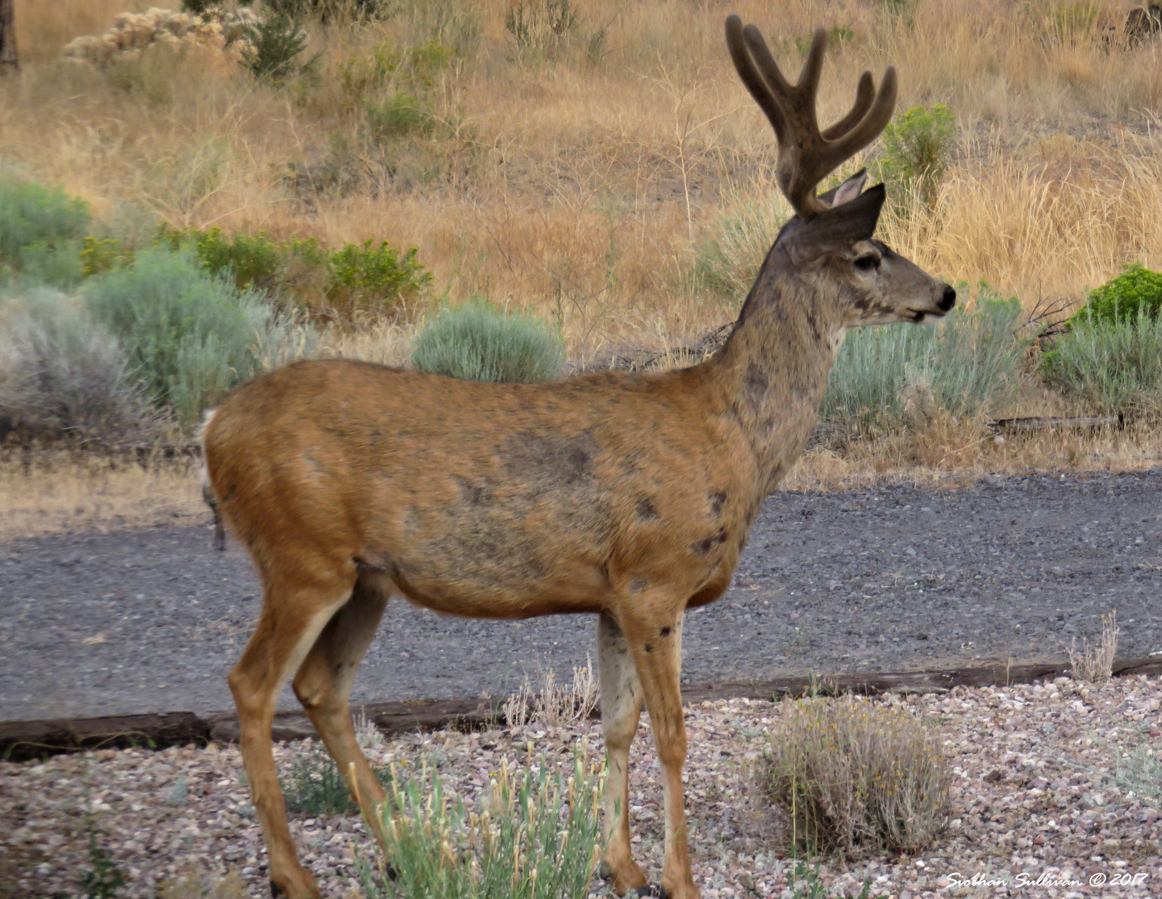 Mule Deer Field Trip near Bend, Oregon - bend branches