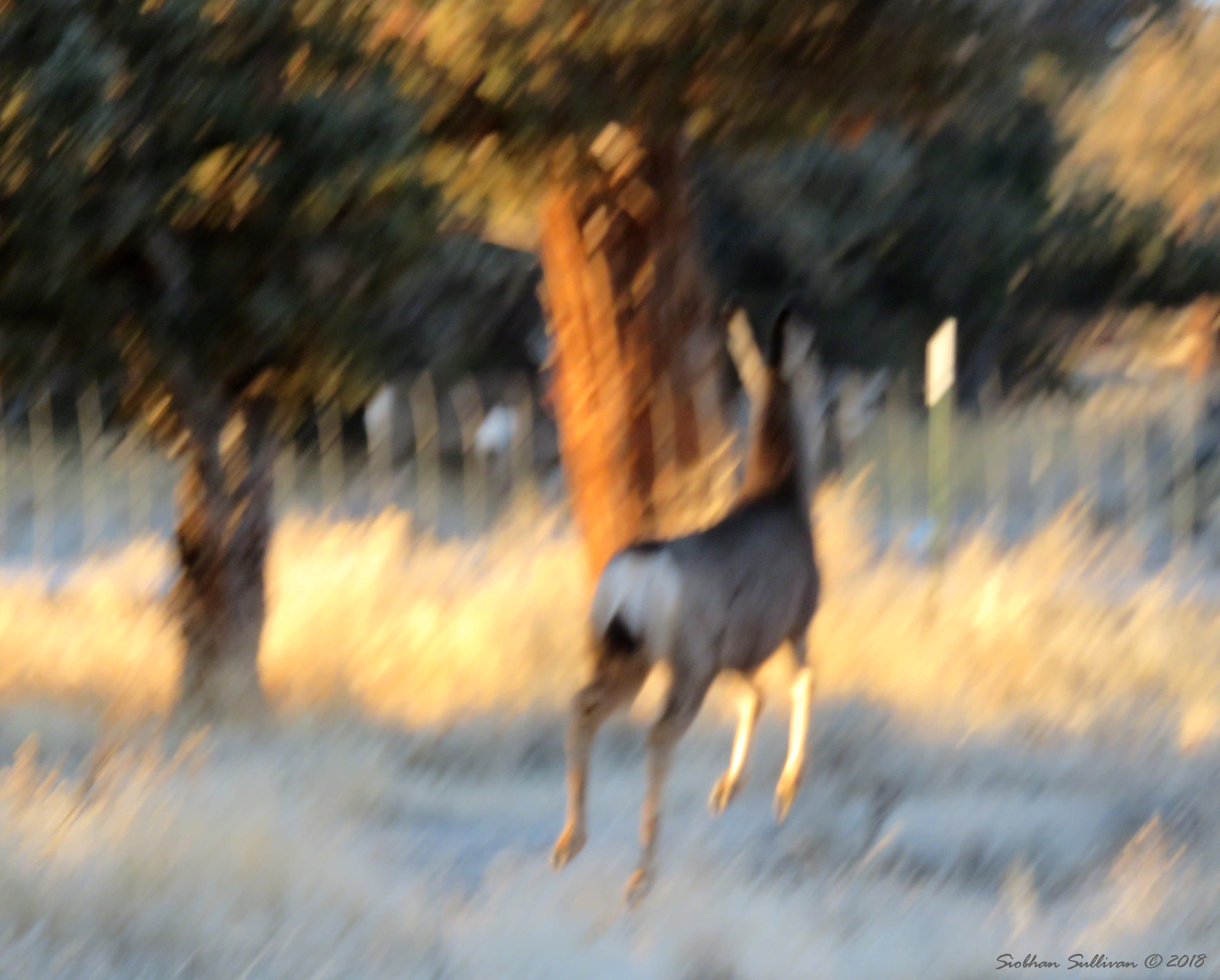 Deer in Flight: Silent Sunday - bend branches