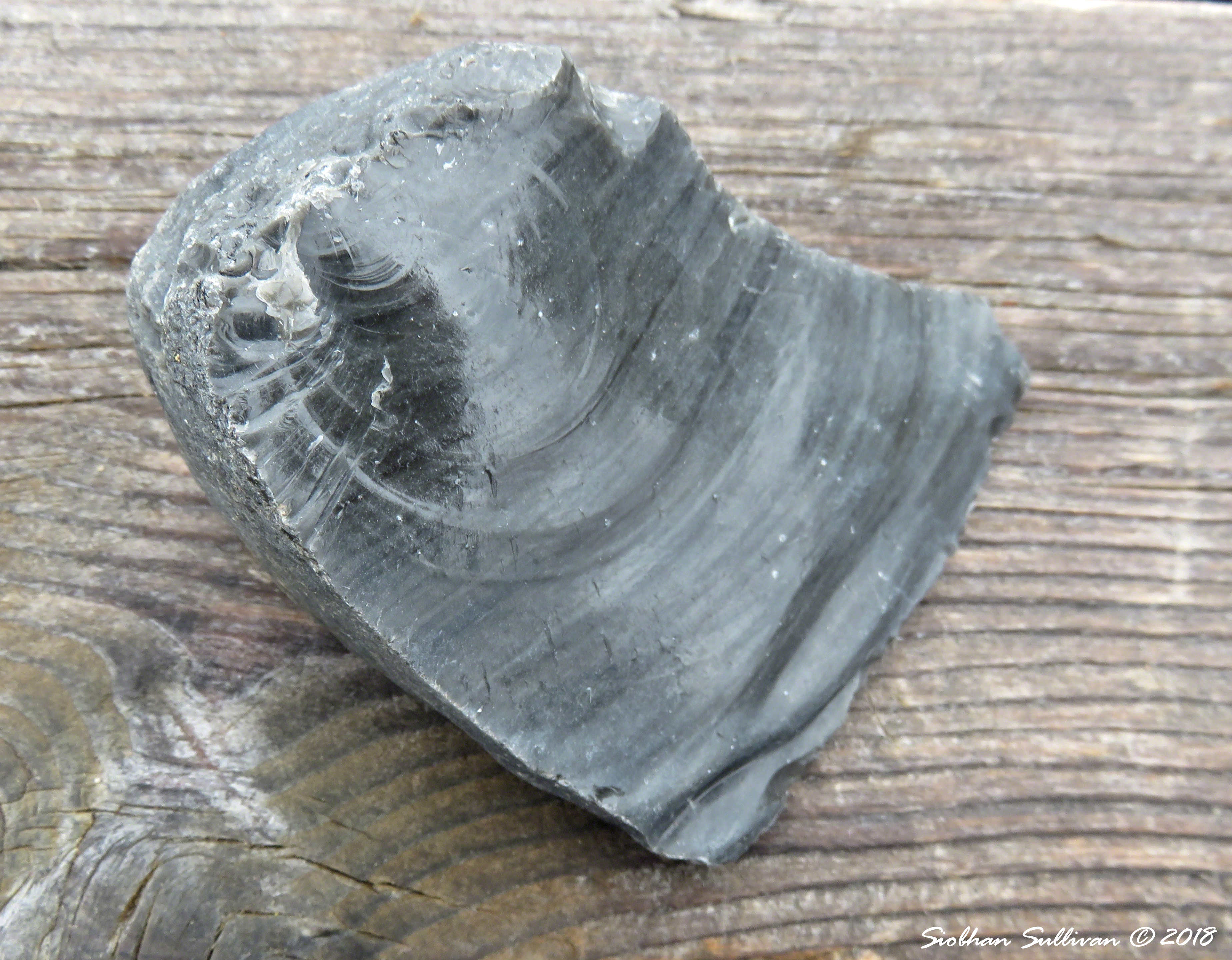 Glass Buttes obsidian field trip - bend branches