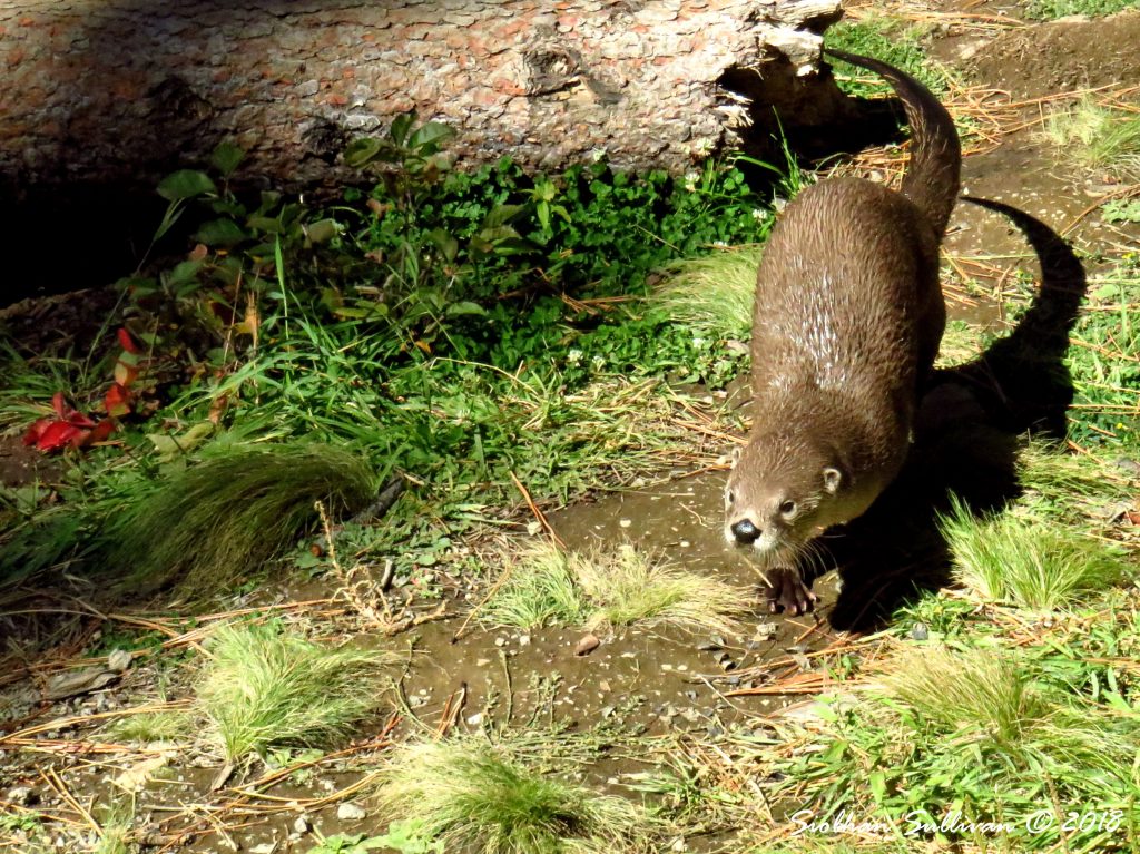 Otters at High Desert Museum: Wordless Wednesday - bend branches