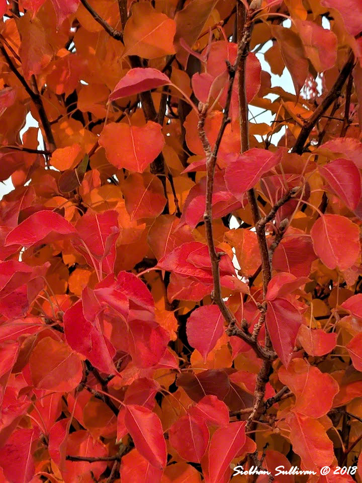Fiery Foliage of Fall: FOTD - bend branches