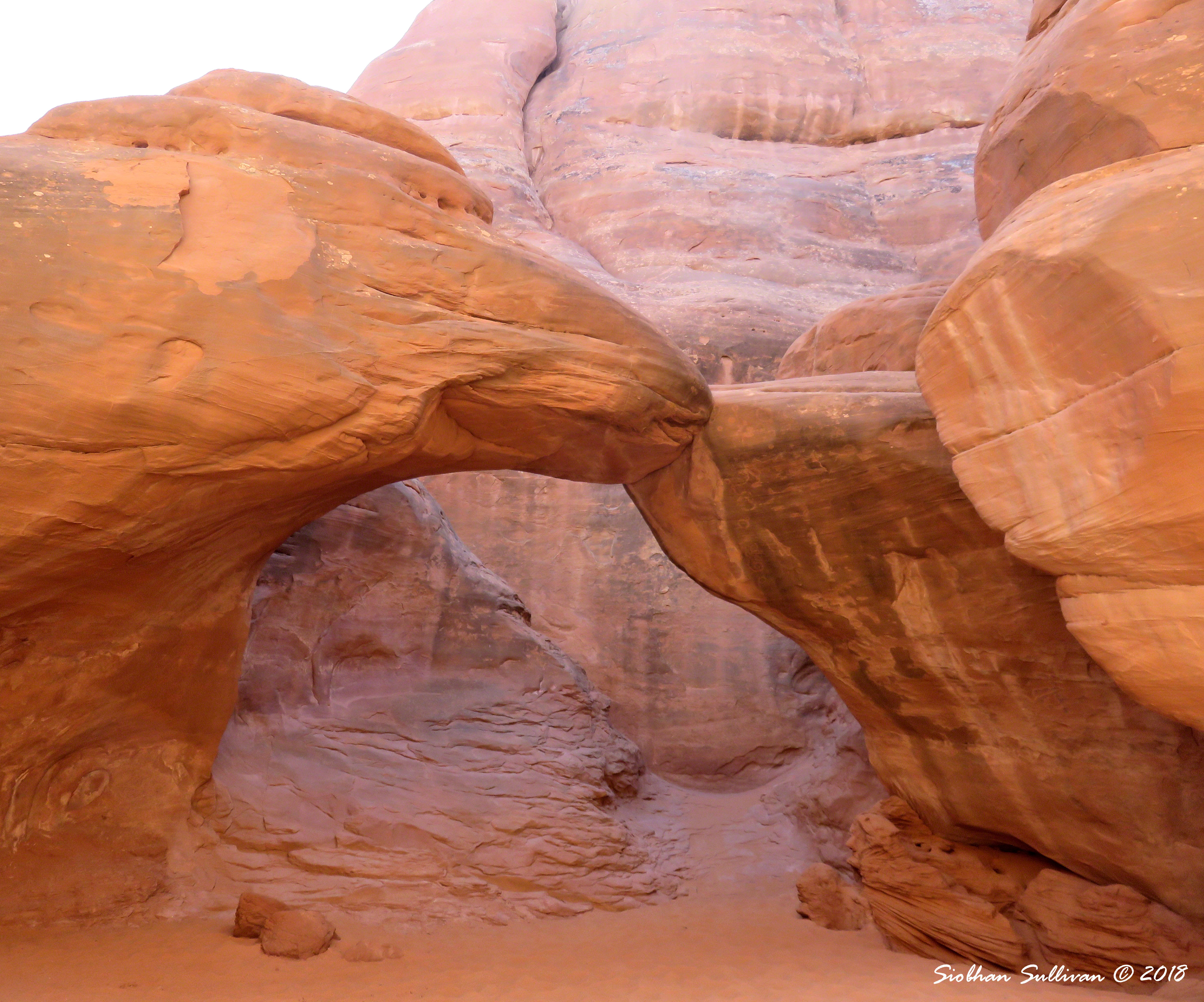 Textures of Arches National Park - bend branches