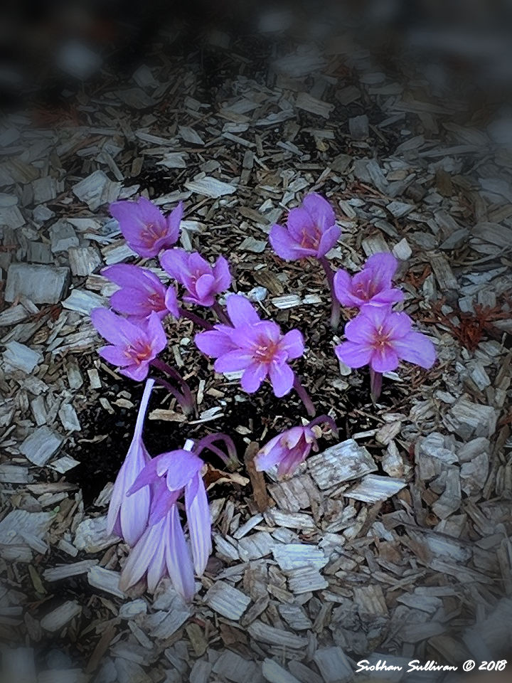 Purple Crocus Vignette: Friday Flowers - bend branches