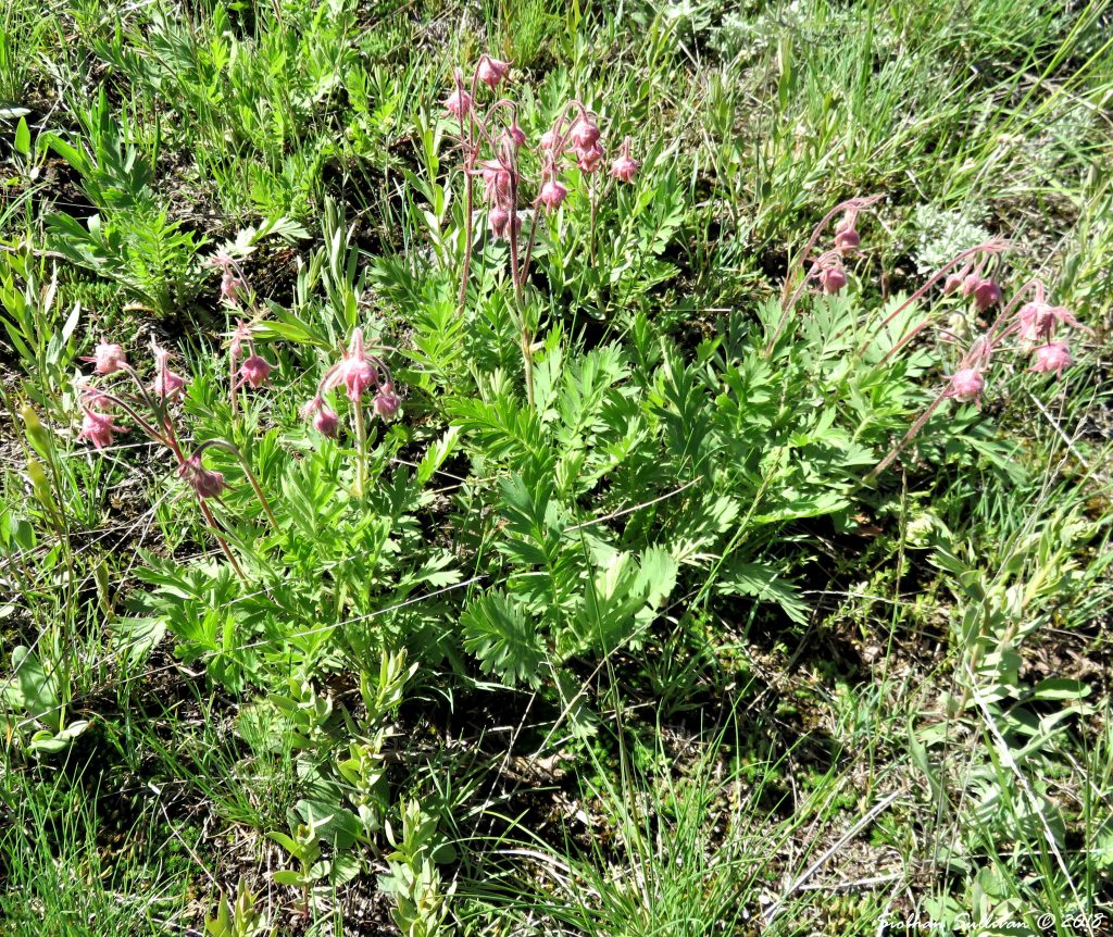 Prairie Smoke: Friday Flowers - bend branches