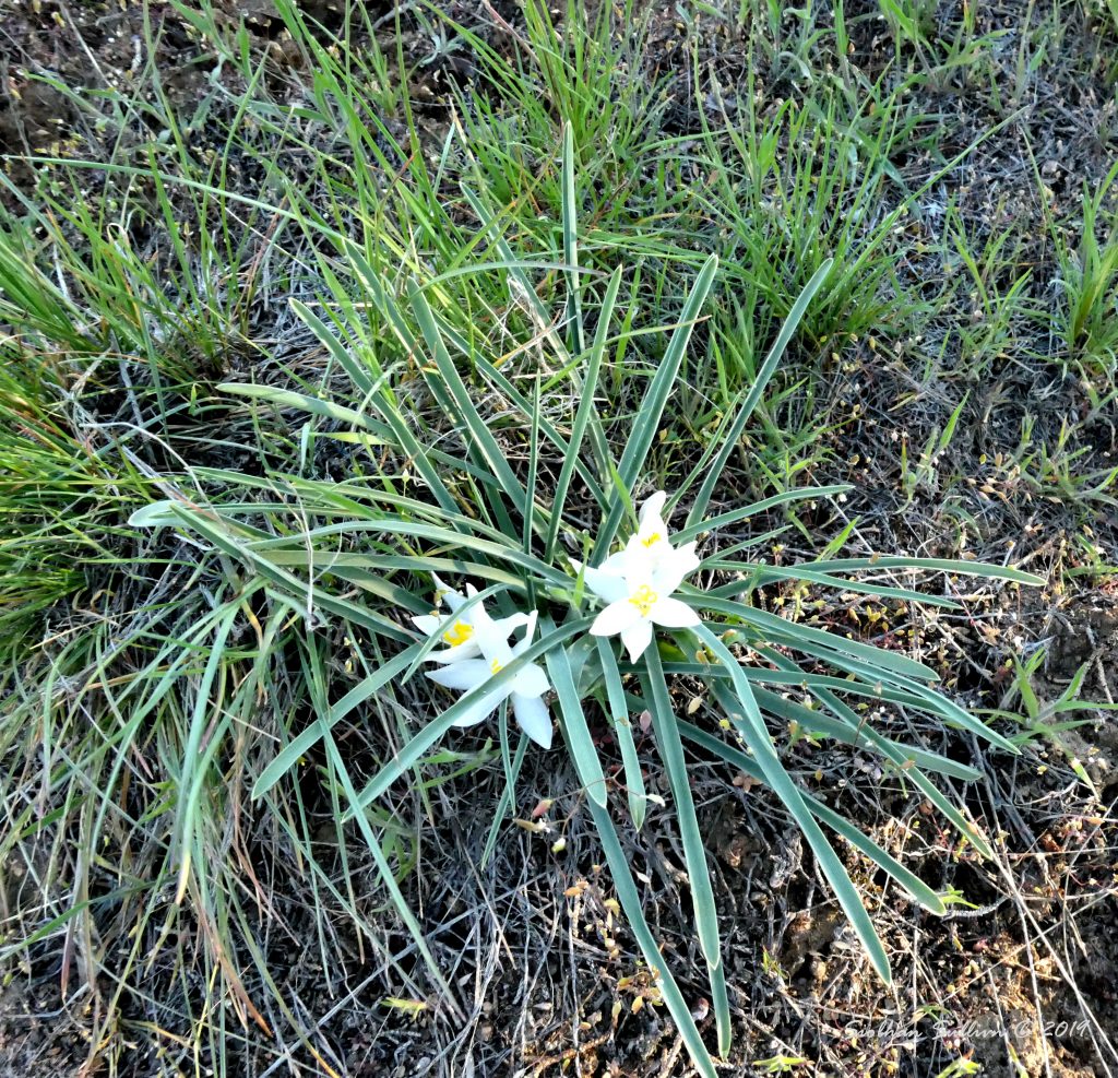 Sand lily - High Desert Star: Friday Flowers - bend branches