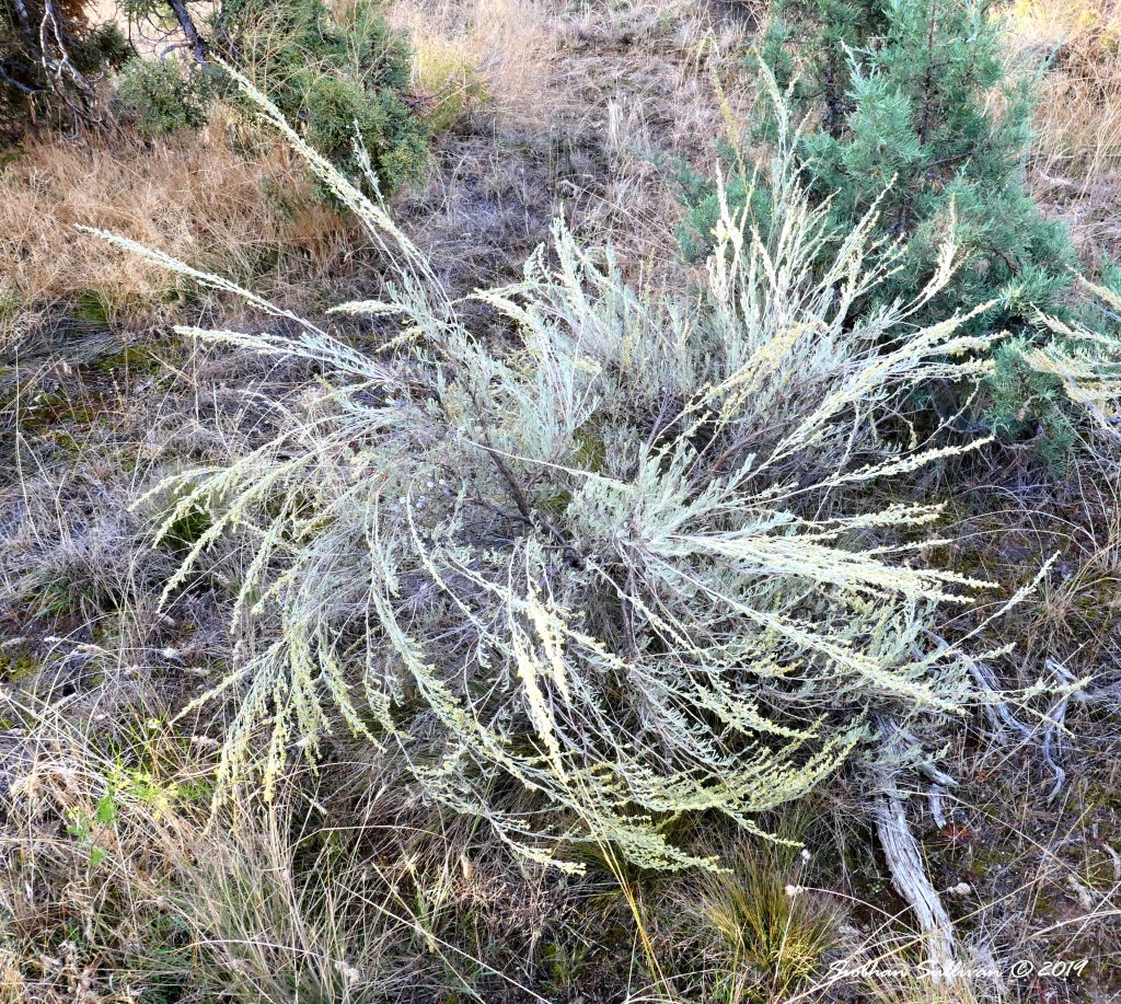 Sagebrush Pirouette Haiku: Friday Flowers - bend branches