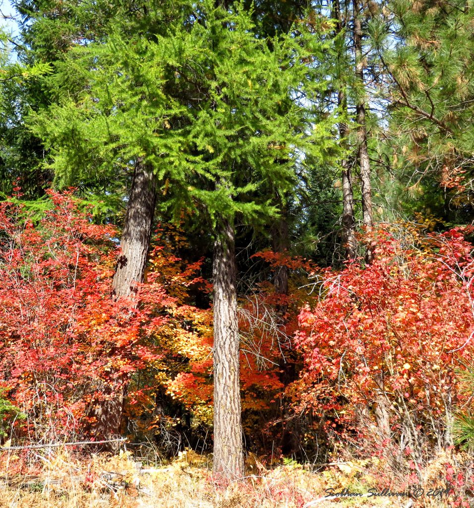 Bright bouquets of fall foliage poem - bend branches