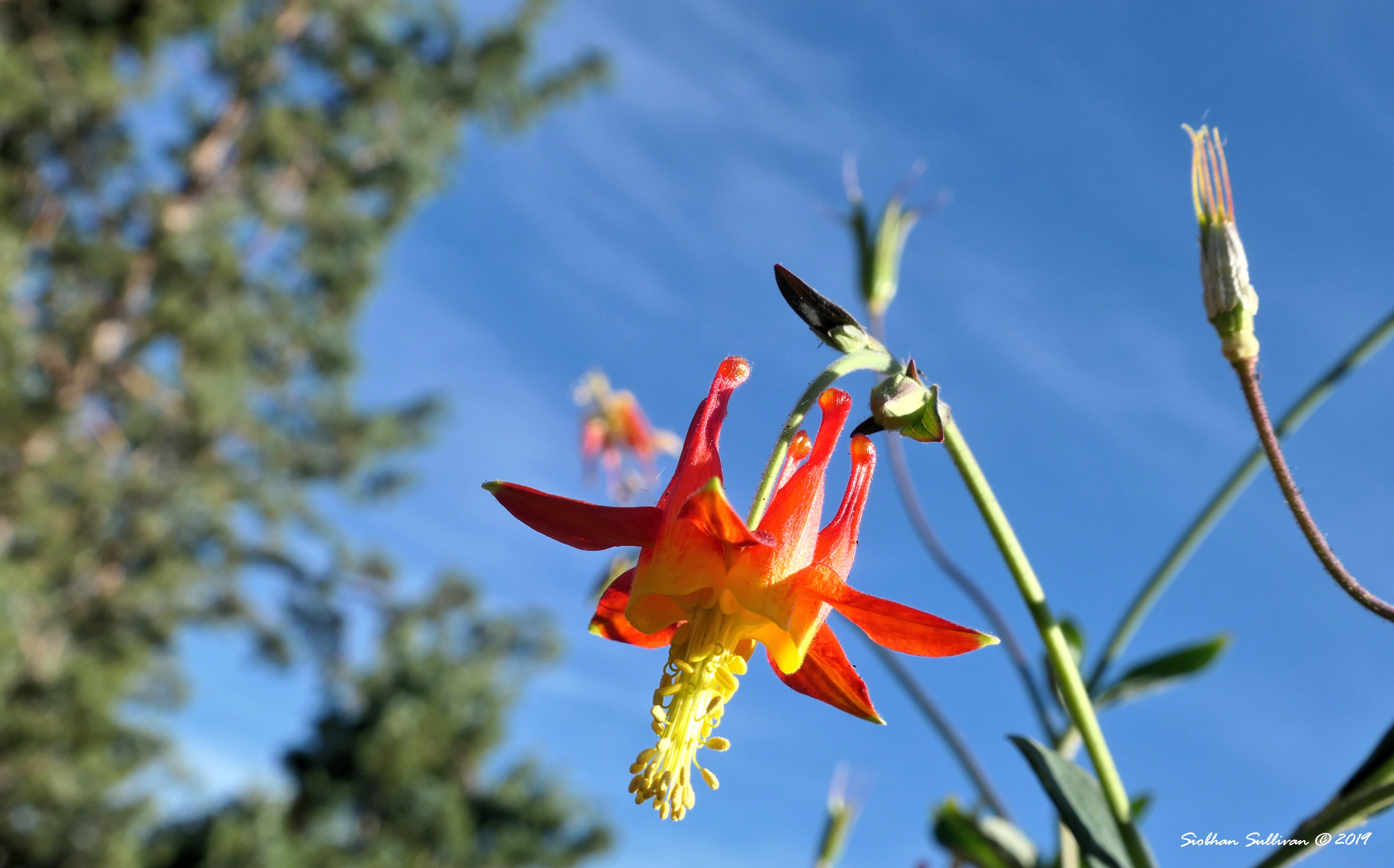 A Fiery Western Columbine: SMM - bend branches