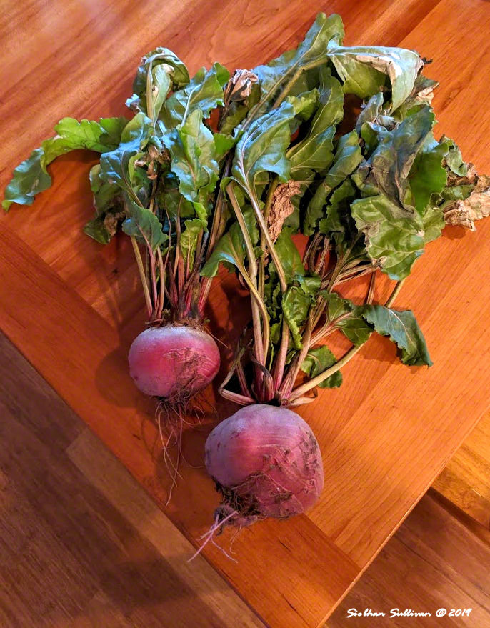 We got the beet!: Silent Sunday & LAPC - bend branches