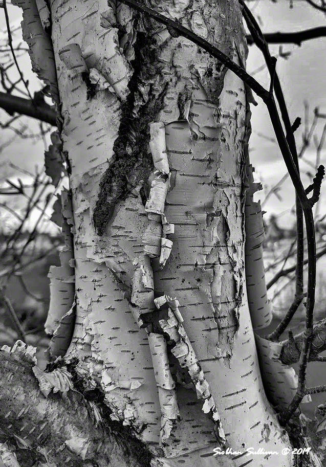 Paper birch up close: SMM - bend branches