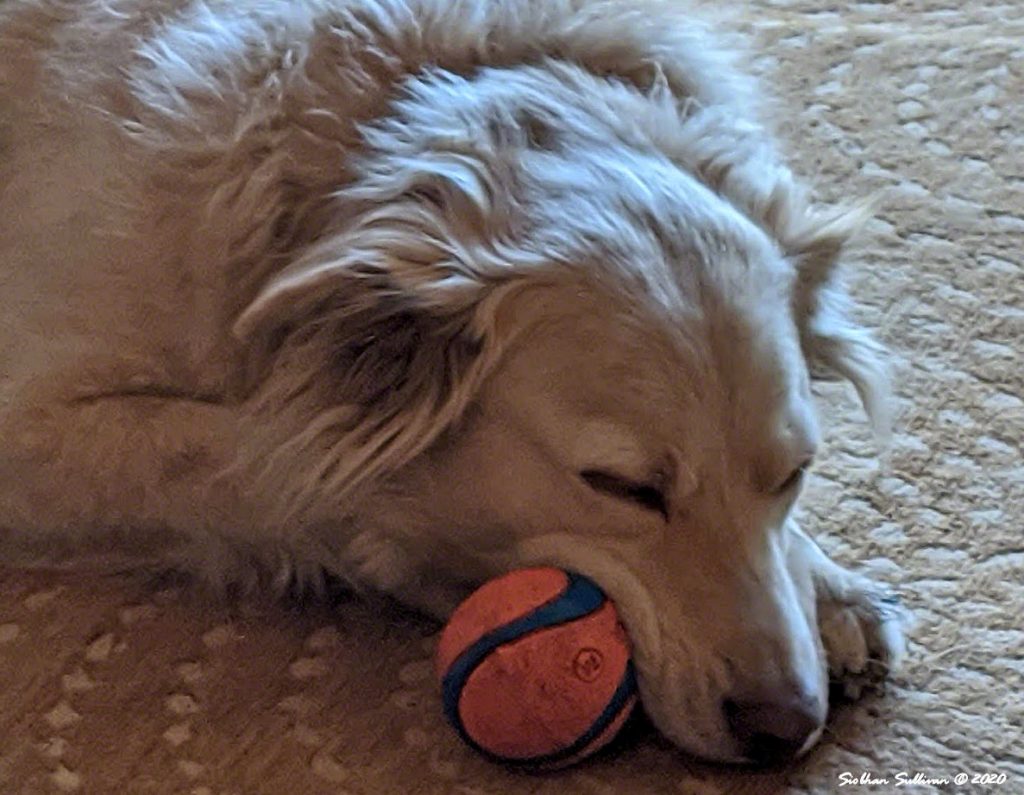 Peace and joy dog: Ragtag Daily Prompt - bend branches