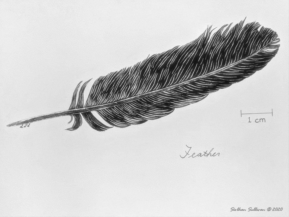 Feather on scratchboard: First Friday Art - bend branches