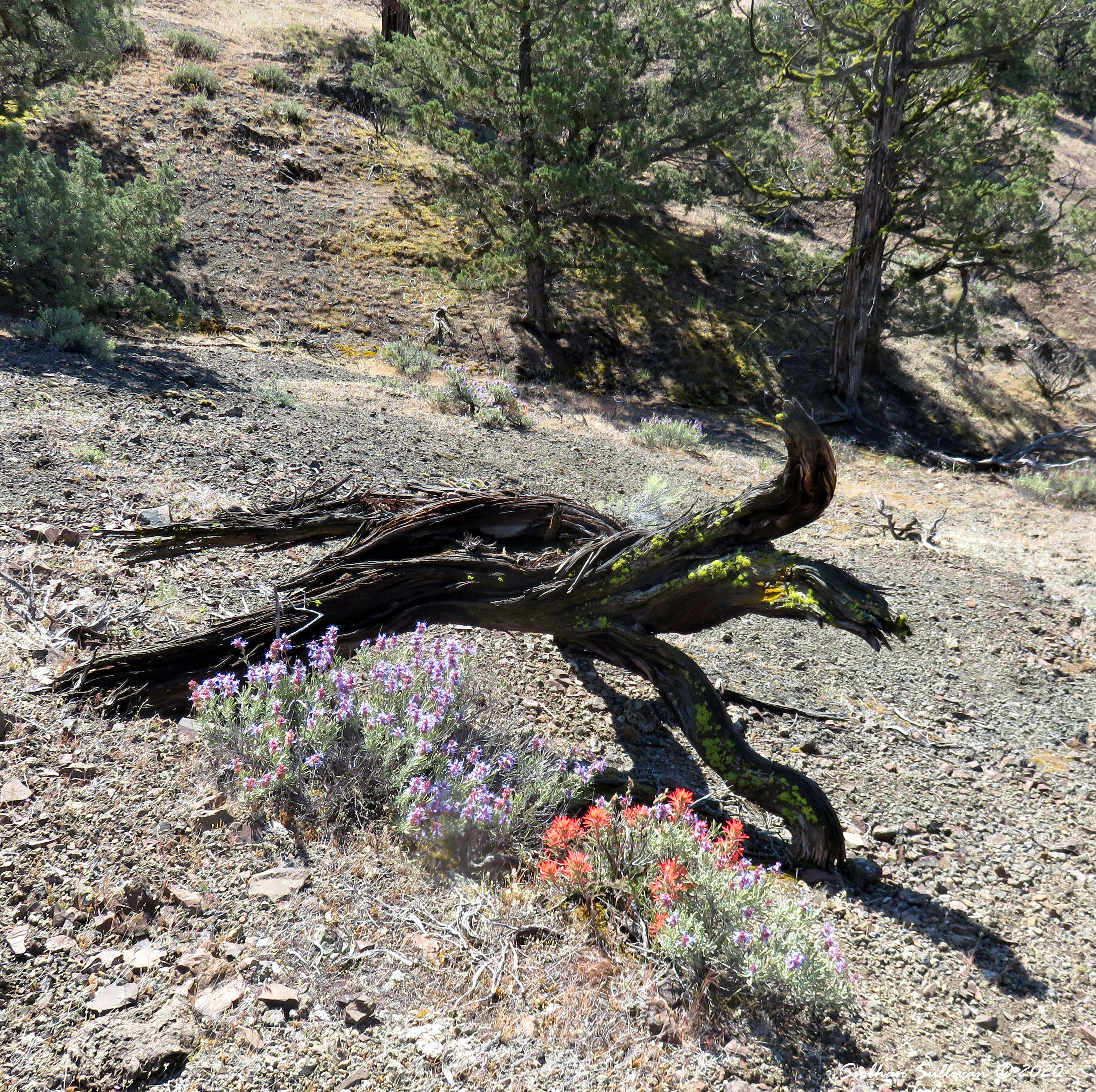 Purple Sagebrush