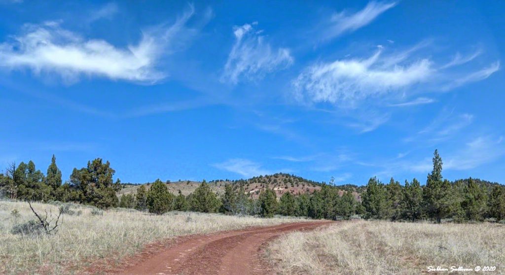 Ahead of the curve: Wordless Wednesday - bend branches