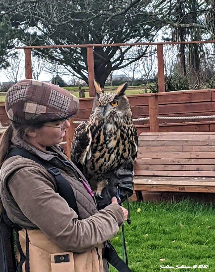 A falconry experience in Ireland - bend branches