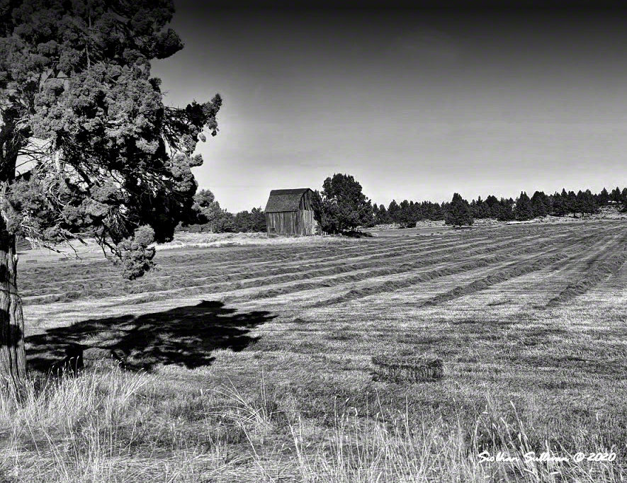 Old barn in hay field: Monochrome Monday - bend branches
