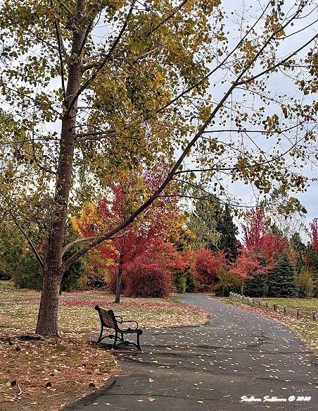 A walk into fall: Pull up a seat challenge - bend branches