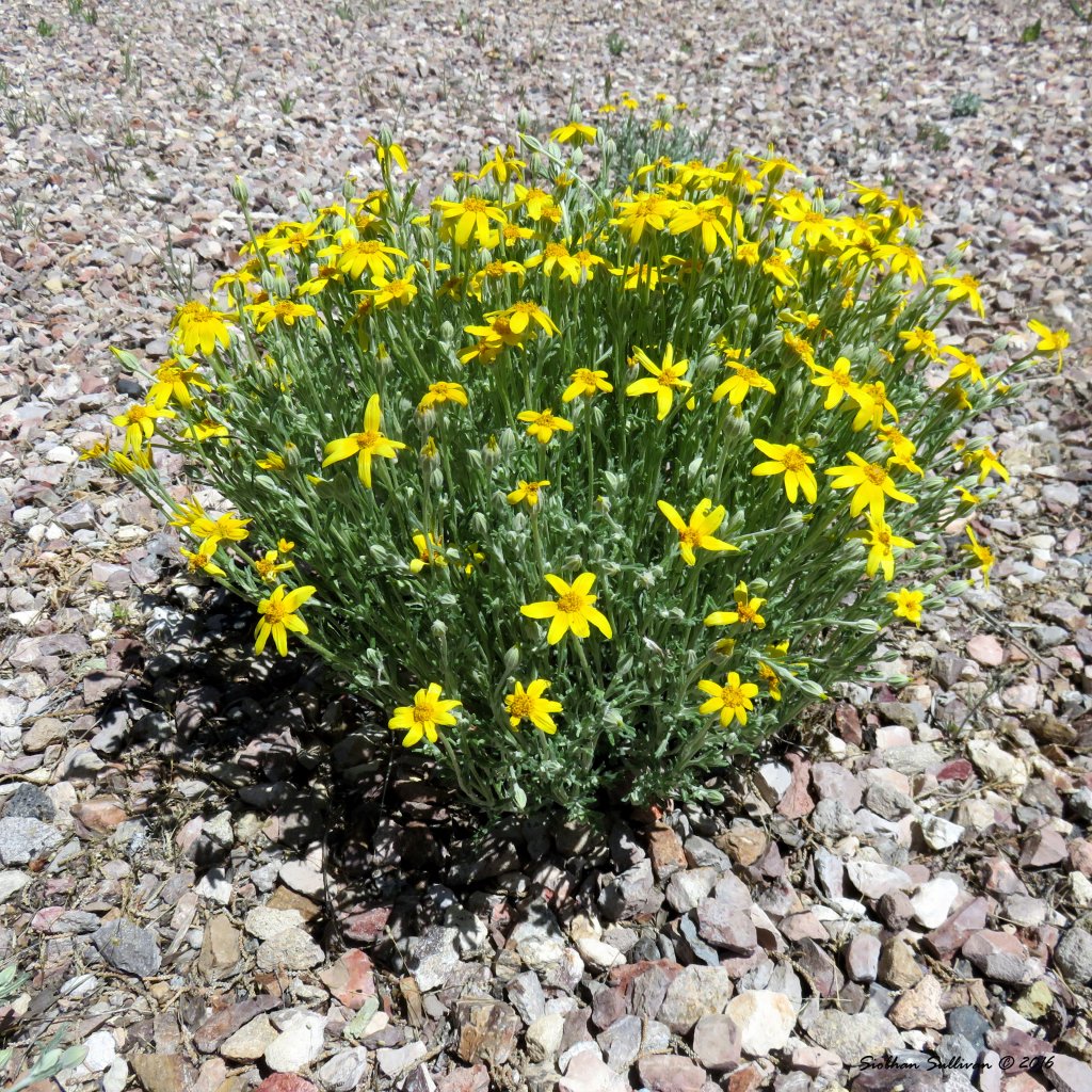 Oregon sunshine bouquet: Friday Flowers - bend branches