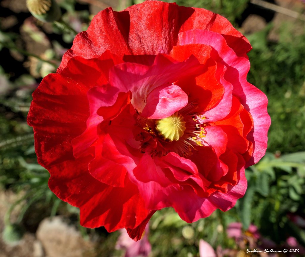 Showy layers of a poppy up close: Macro Monday - bend branches