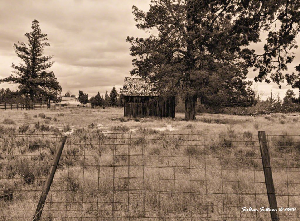 First dusting of snow: Monochrome Monday - bend branches