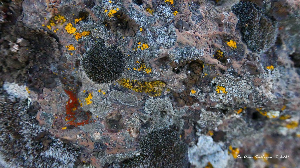 Colorful lichen up close: Macro Monday - bend branches