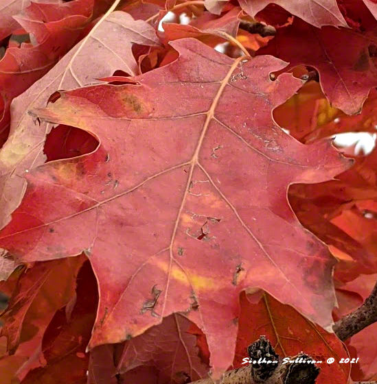 Fiery red oak tree: Thursday Tree Love - bend branches