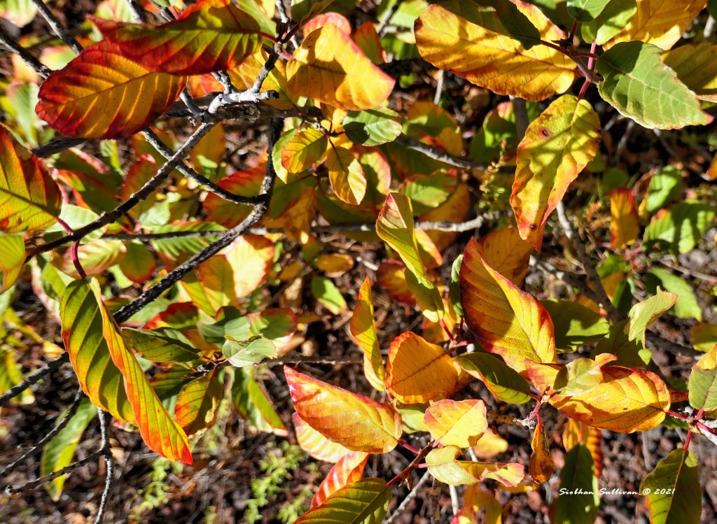 Autumn cascara leaves up close: Macro Monday - bend branches