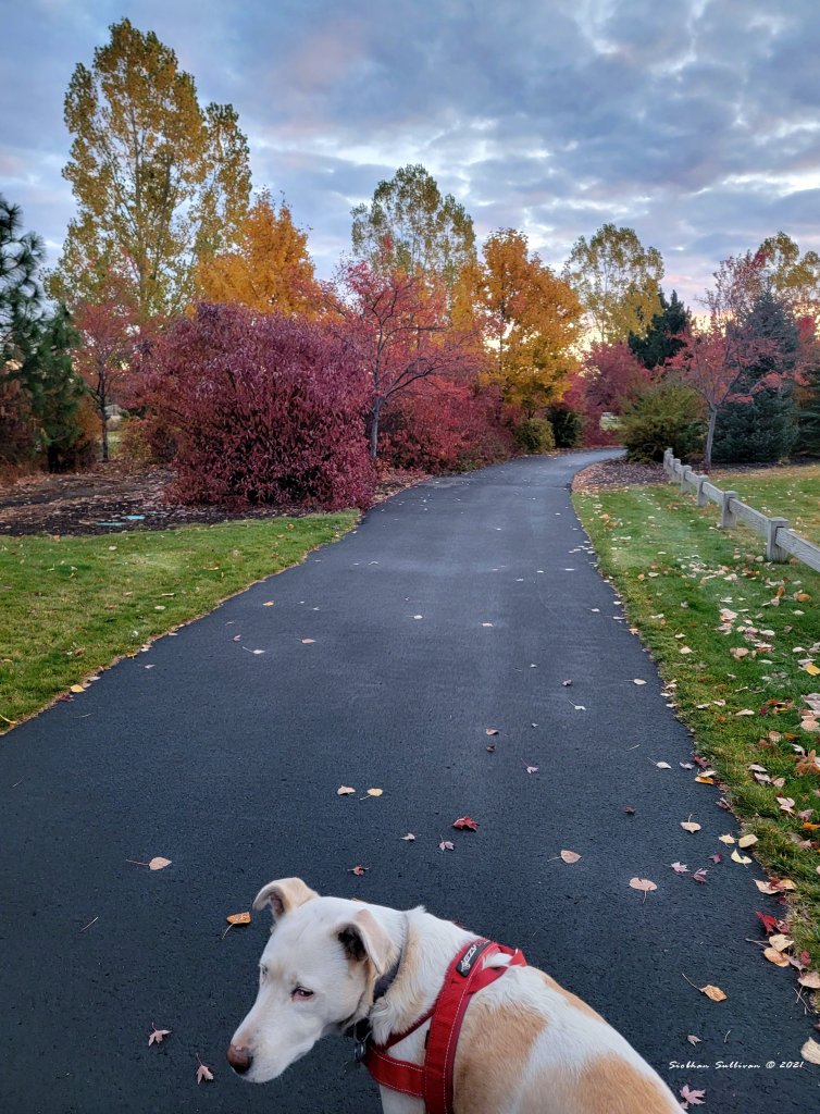 Fall walk with friend: Wordless Wednesday - bend branches
