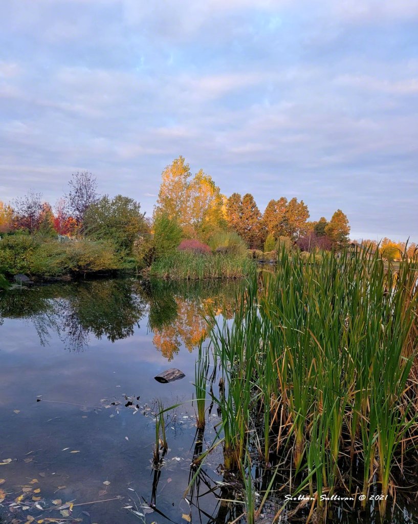 Pine Nursery Pond: Wordless Wednesday - bend branches