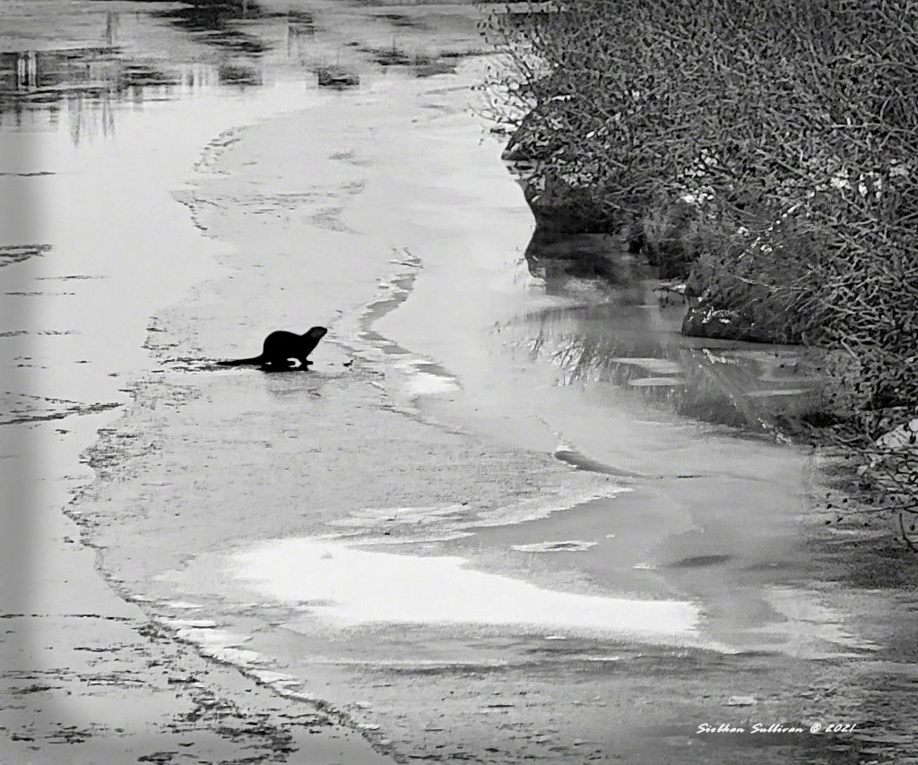 River otter on ice: Monochrome Monday - bend branches