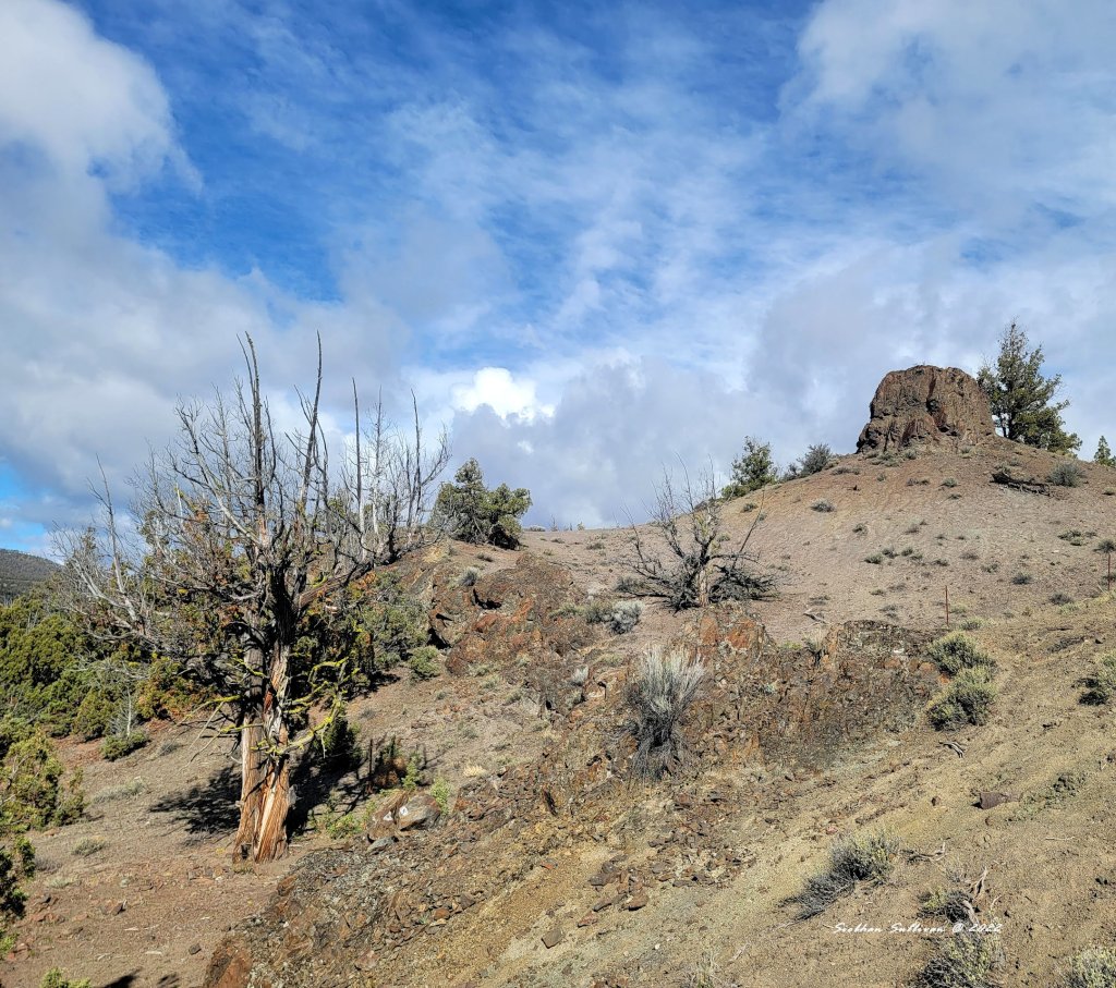 The path meanders haiku: Haiku poetry challenge - bend branches