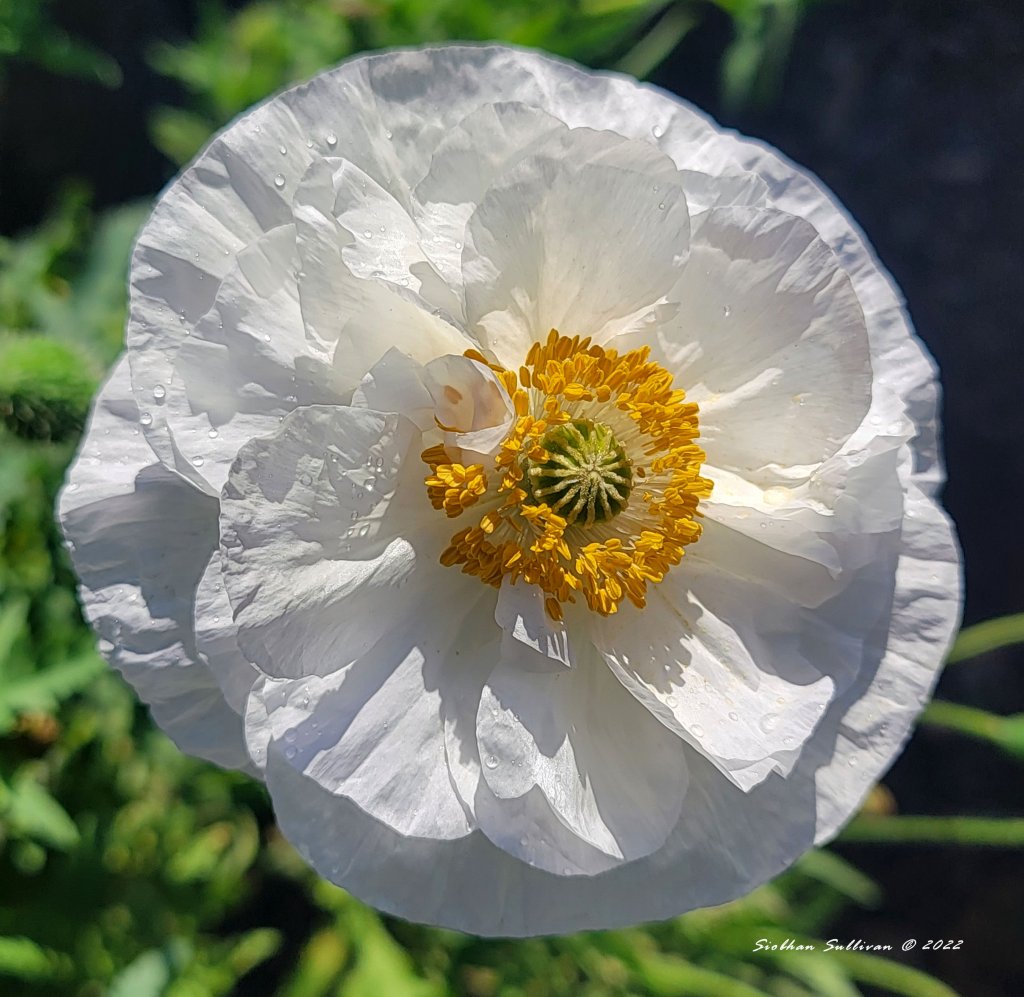 A white poppy up close: Macro Monday - bend branches