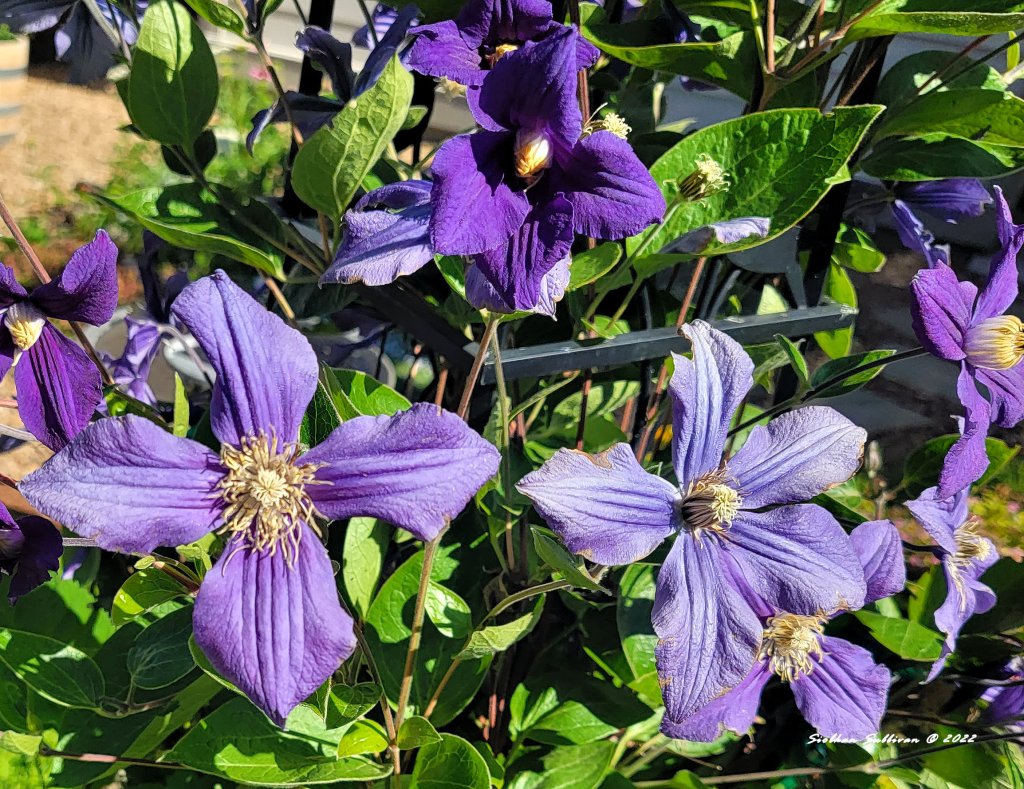 Purple clematis up close: MM & FOTD - bend branches