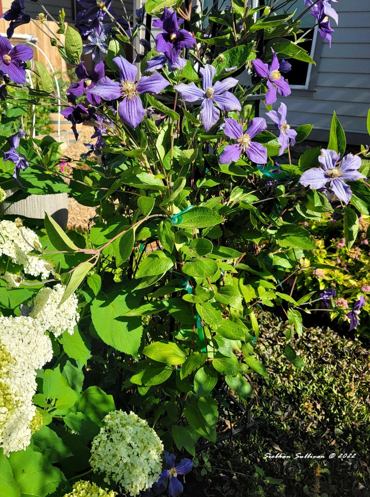 A small but bountiful garden: Friday Flowers - bend branches