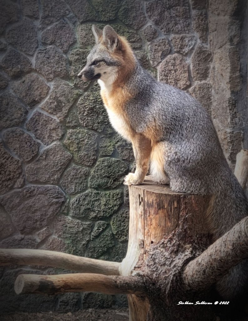 Fable of the fox haiku: Haiku Prompt Challenge - bend branches