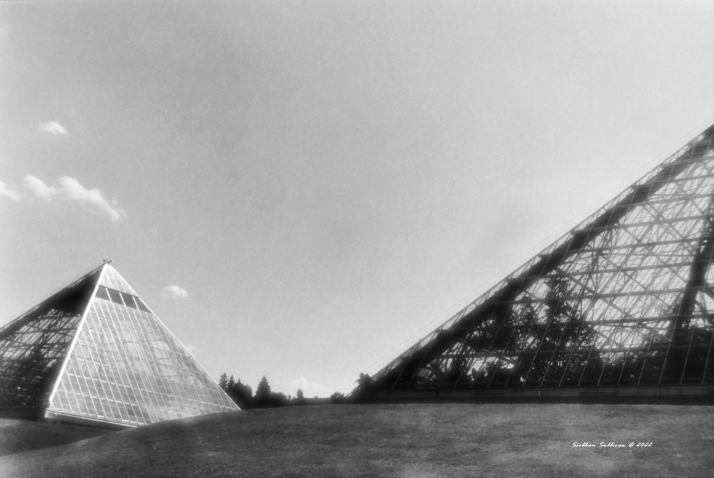 Muttart Conservatory : Monochrome Monday - bend branches
