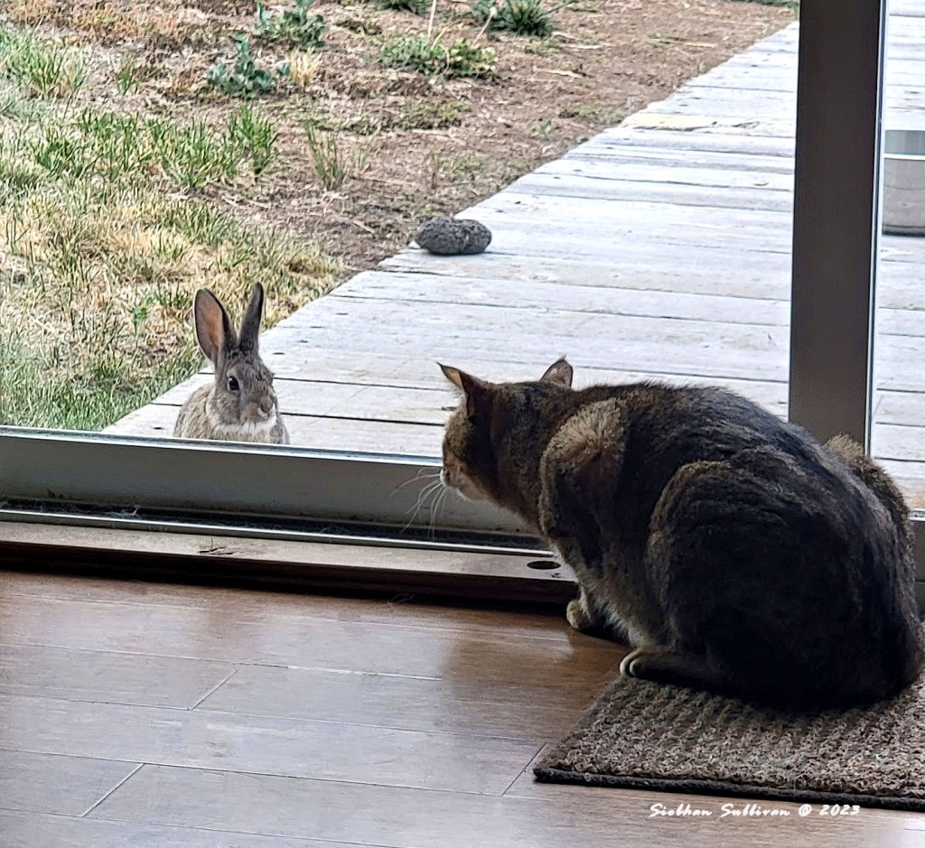 Bunny & Kitty FaceTime: LAPC - bend branches
