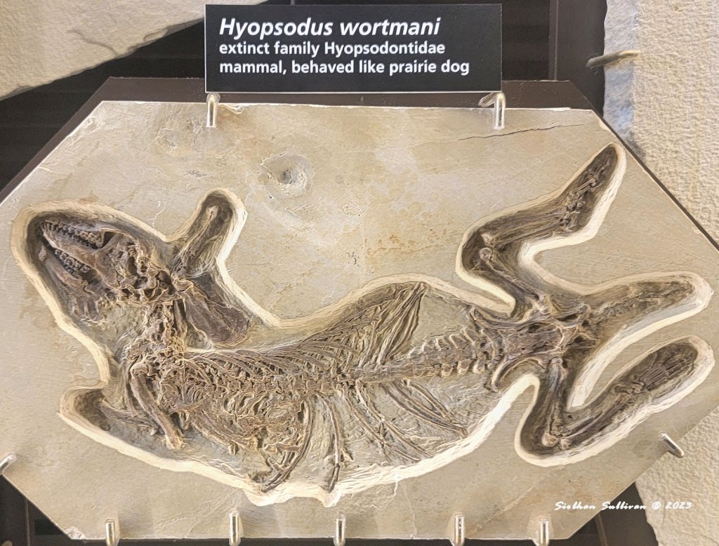 Happy Hyopsodus 3 ways: First Friday Art - bend branches