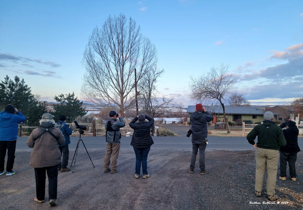 Bird Festival Highlights: Bird(s) of the week - bend branches