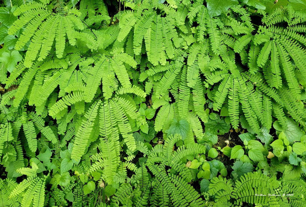 Maidenhair fern: NPC - bend branches