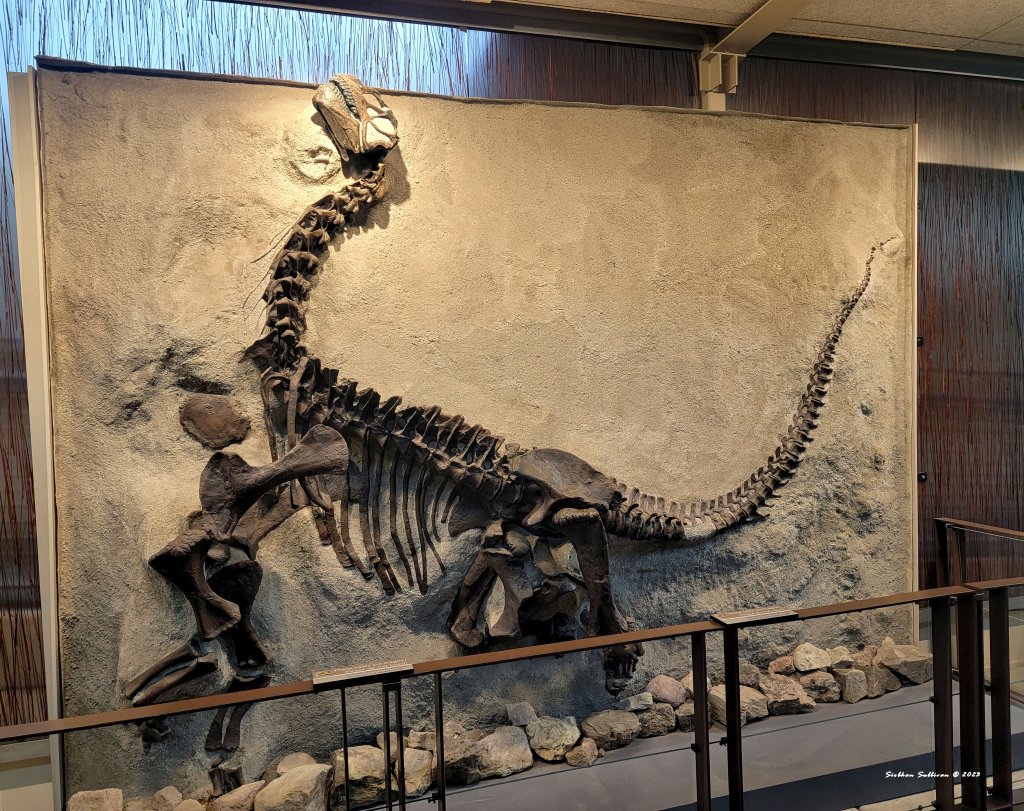 Dinosaur National Monument: LAPC - bend branches