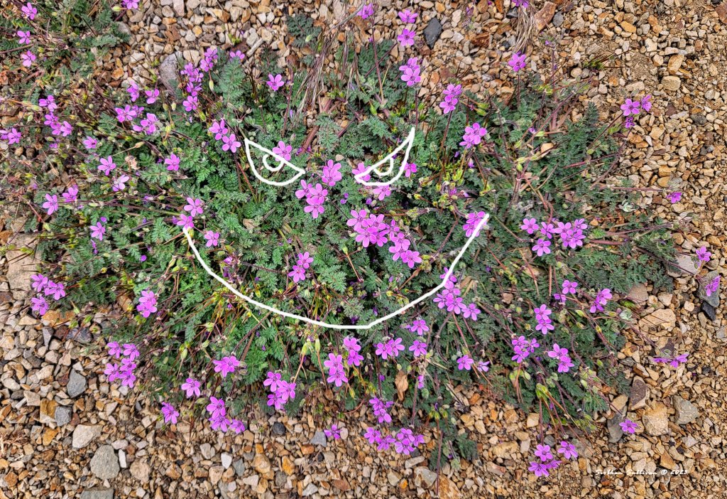 Need to weed? Tools & tips: FF - bend branches